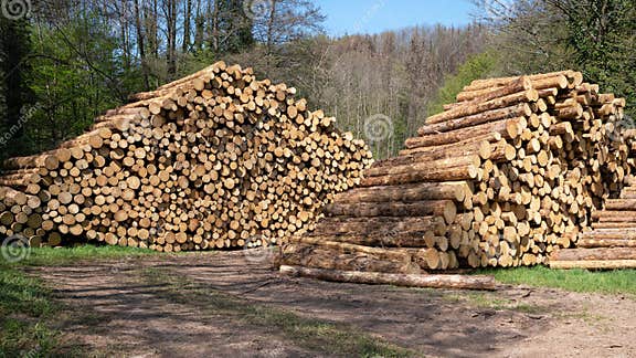 Forestry, log piles stock photo. Image of pile, forest - 259507280