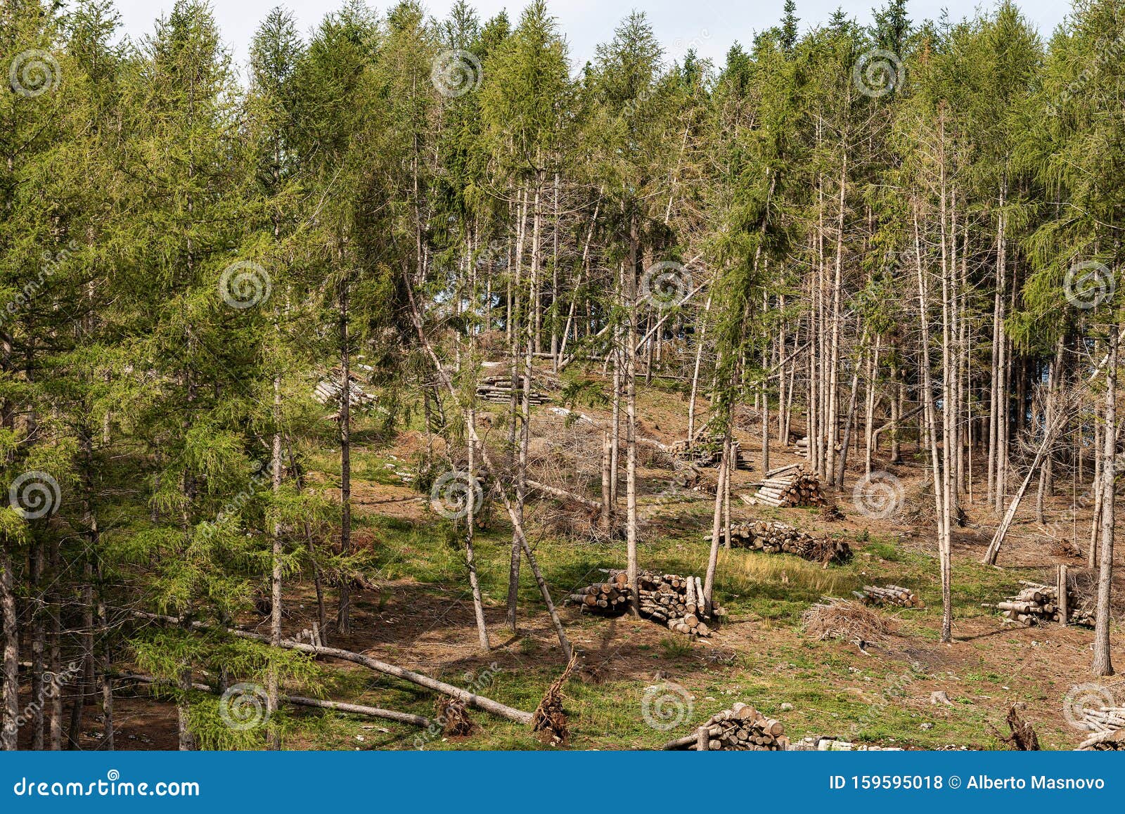 Forestry and Logging in a Pine Forest - Italian Alps Stock Photo ...