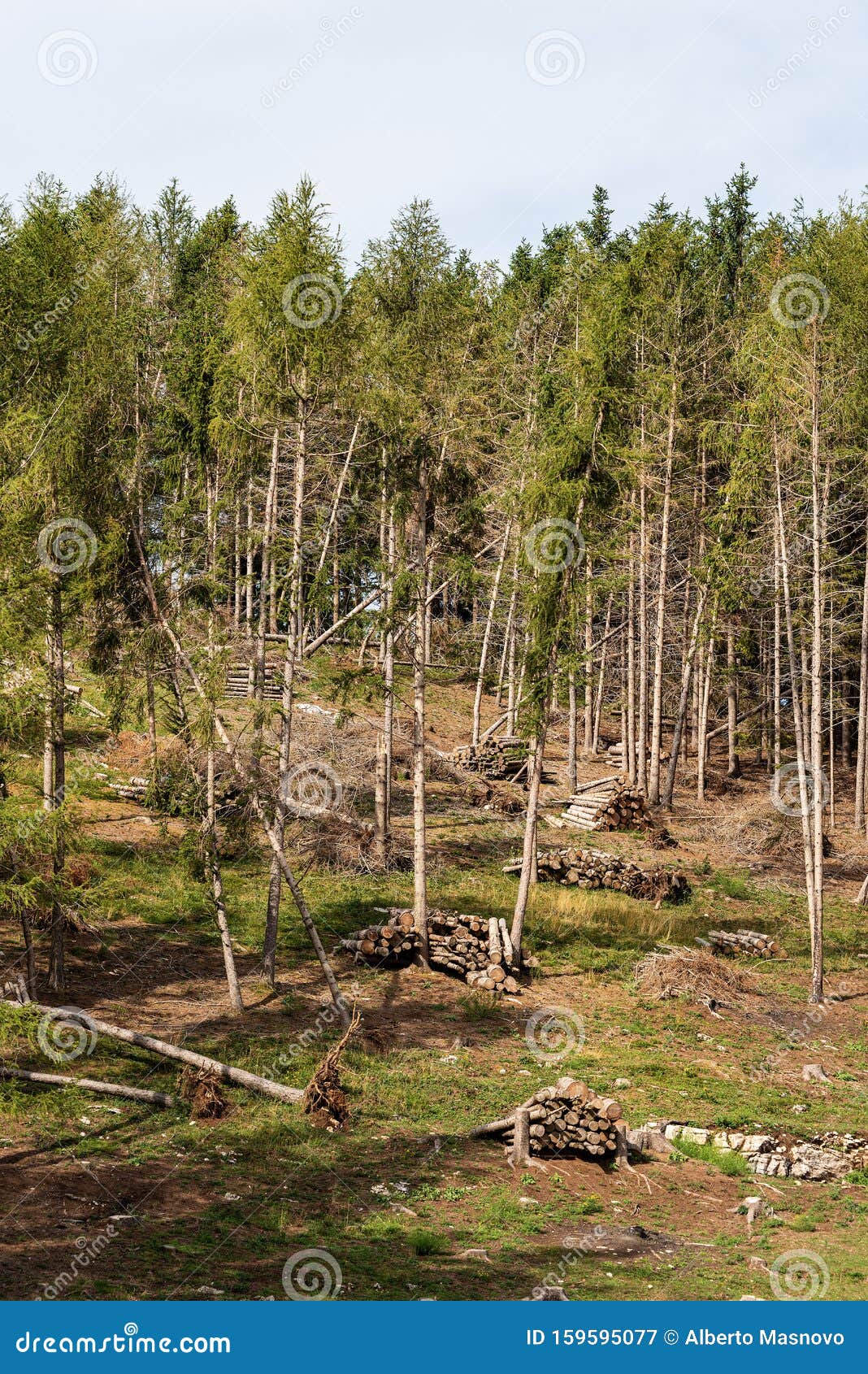Forestry and Logging in a Pine Forest - Italian Alps Stock Image ...