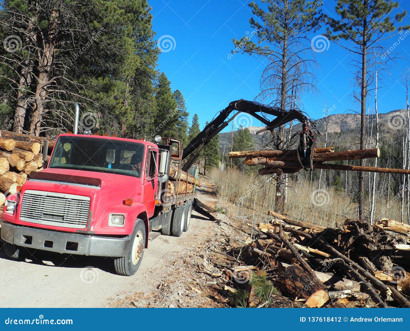 Forestry and Logging Site stock photo. Image of site - 137618412