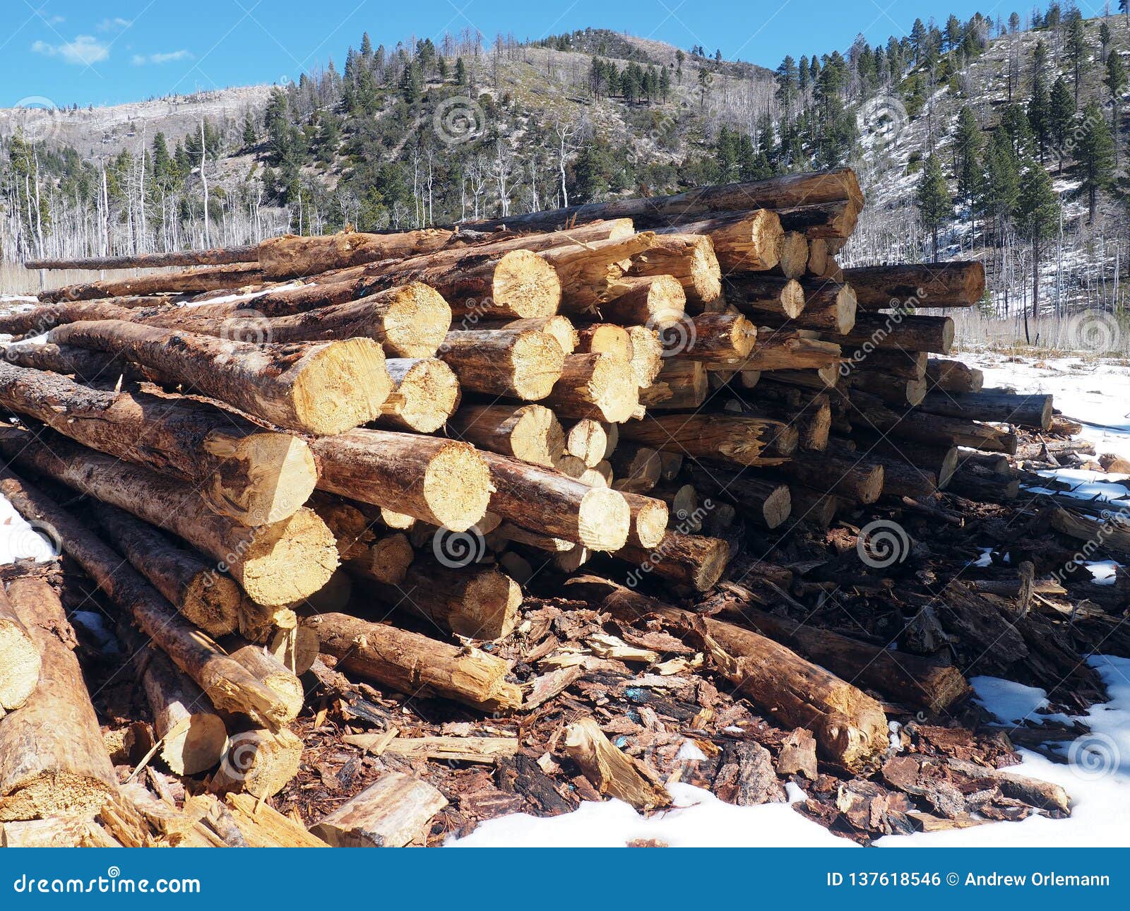 Forestry and Logging Site stock photo. Image of timber - 137618546