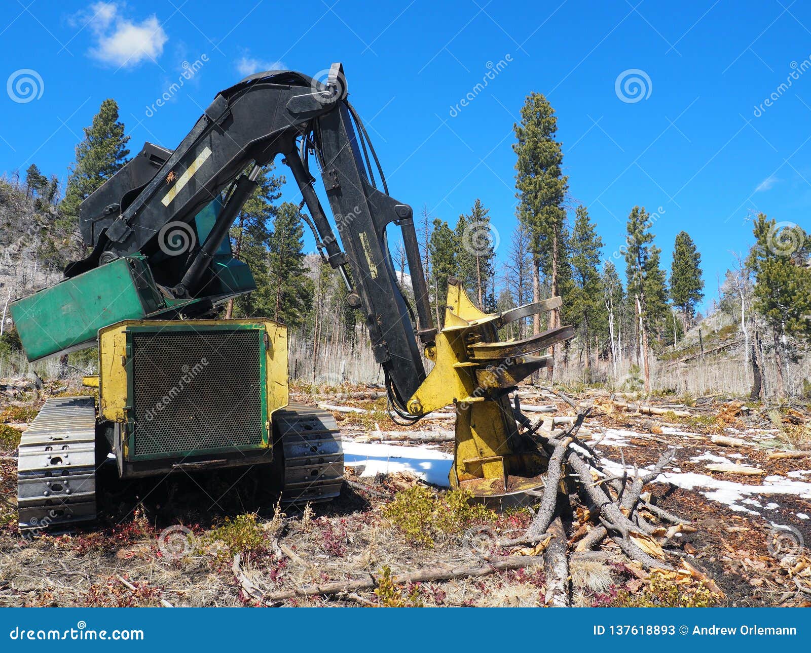 Forestry and Logging Site stock image. Image of forest - 137618893