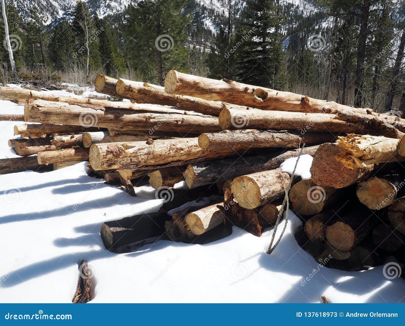 Forestry and Logging Site stock image. Image of timber - 137618973