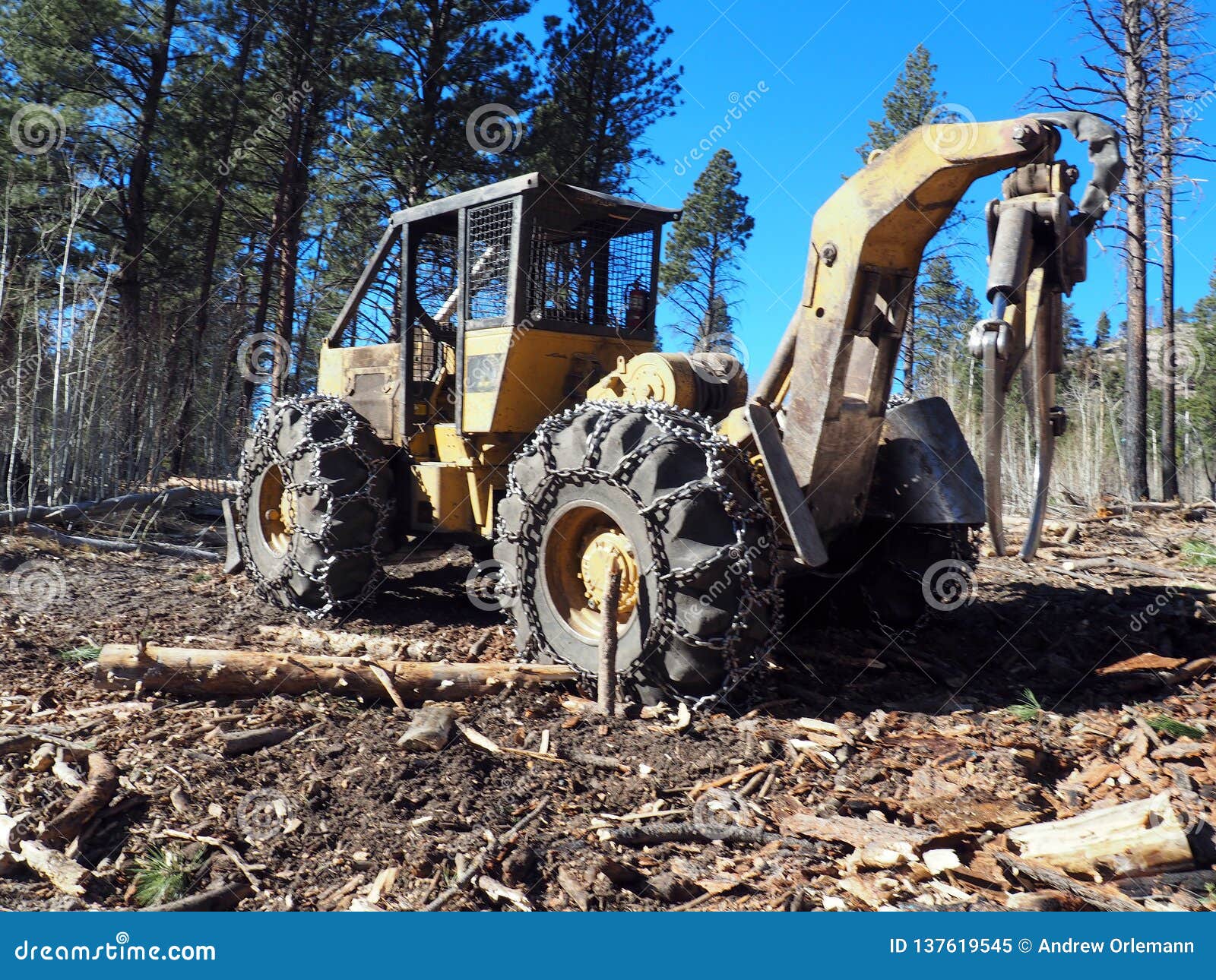 Forestry and Logging Site stock image. Image of logs - 137619545