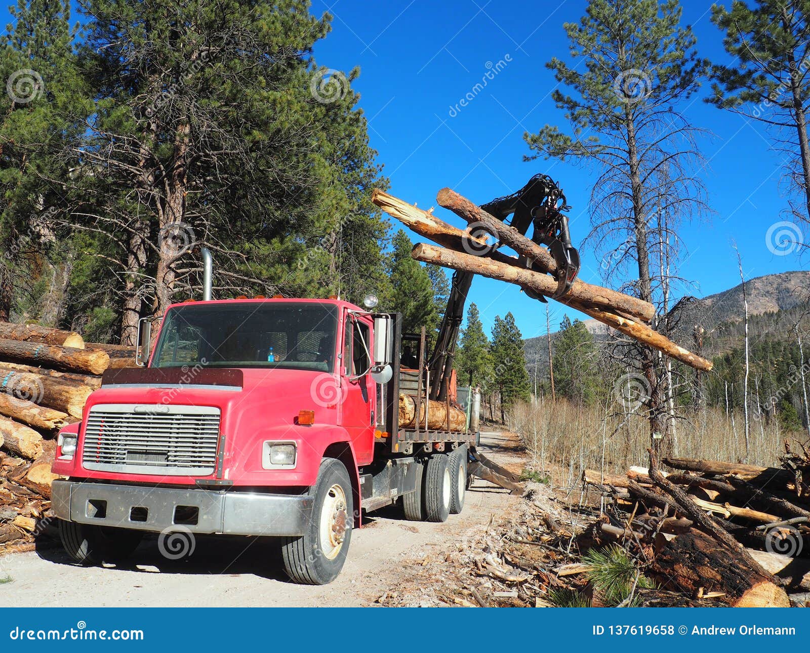 Forestry and Logging Site stock photo. Image of decks - 137619658