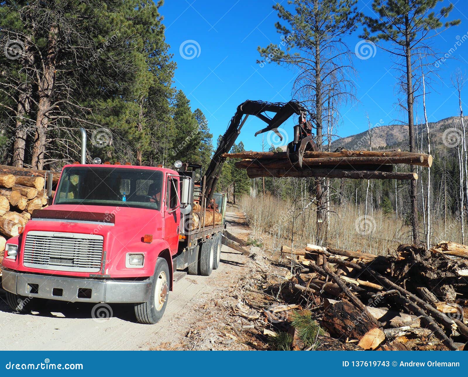 Forestry and Logging Site stock image. Image of logging - 137619743