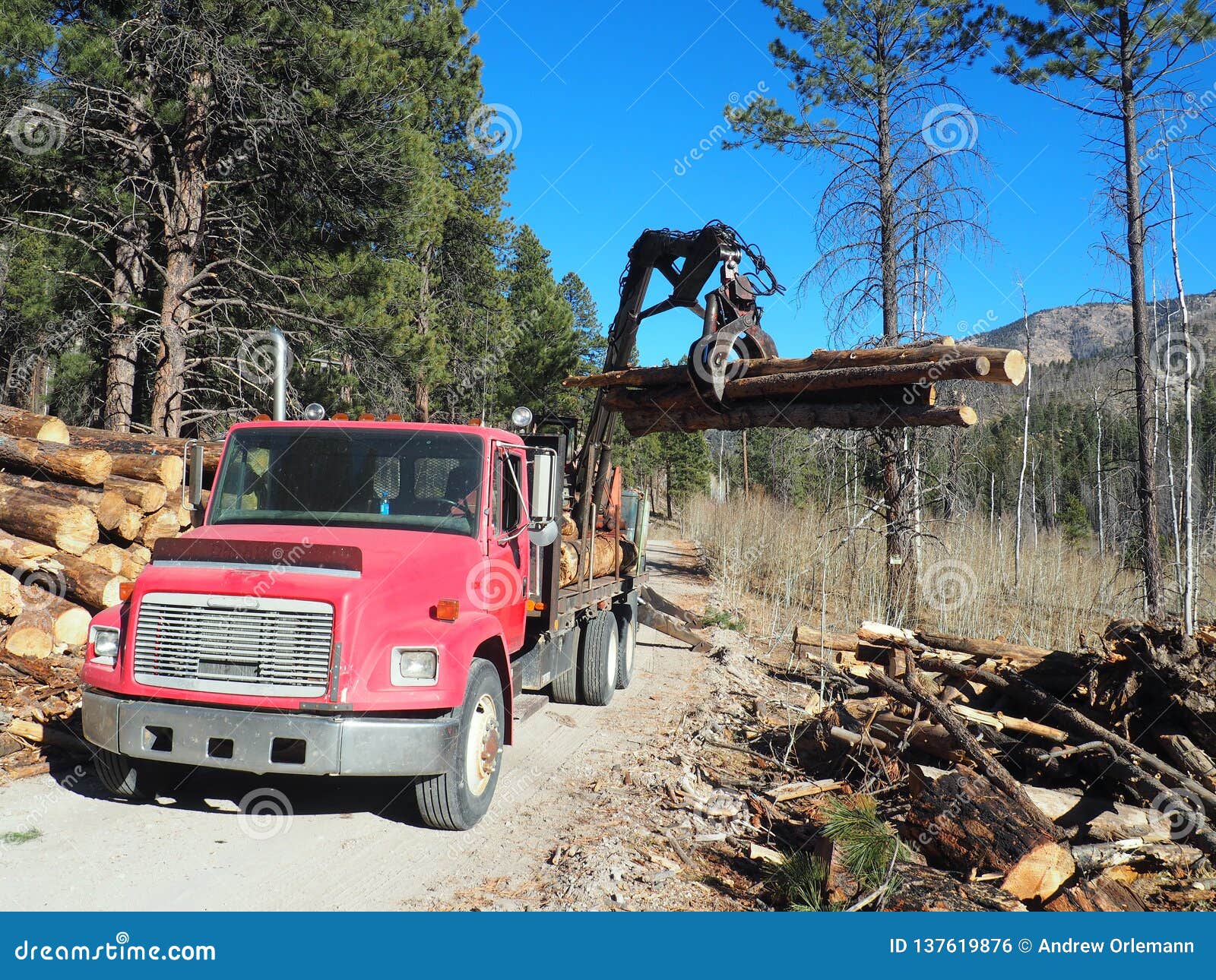 Forestry and Logging Site stock photo. Image of logging - 137619876