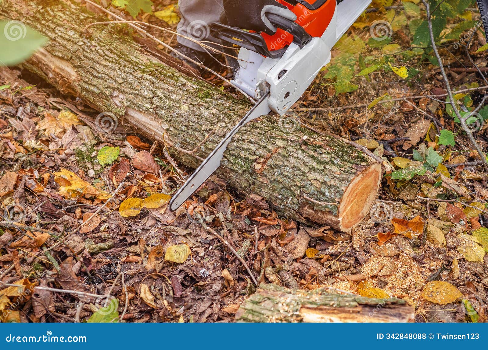 Forestry and Logging Worker Using Chainsaw Stock Photo - Image of ...