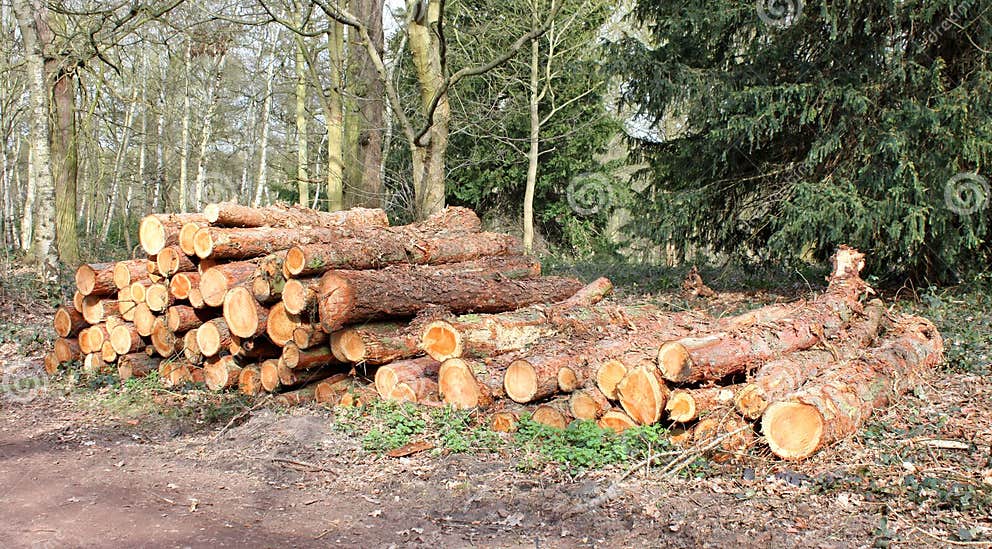 Forestry Logs. stock photo. Image of wooden, environment - 21474558