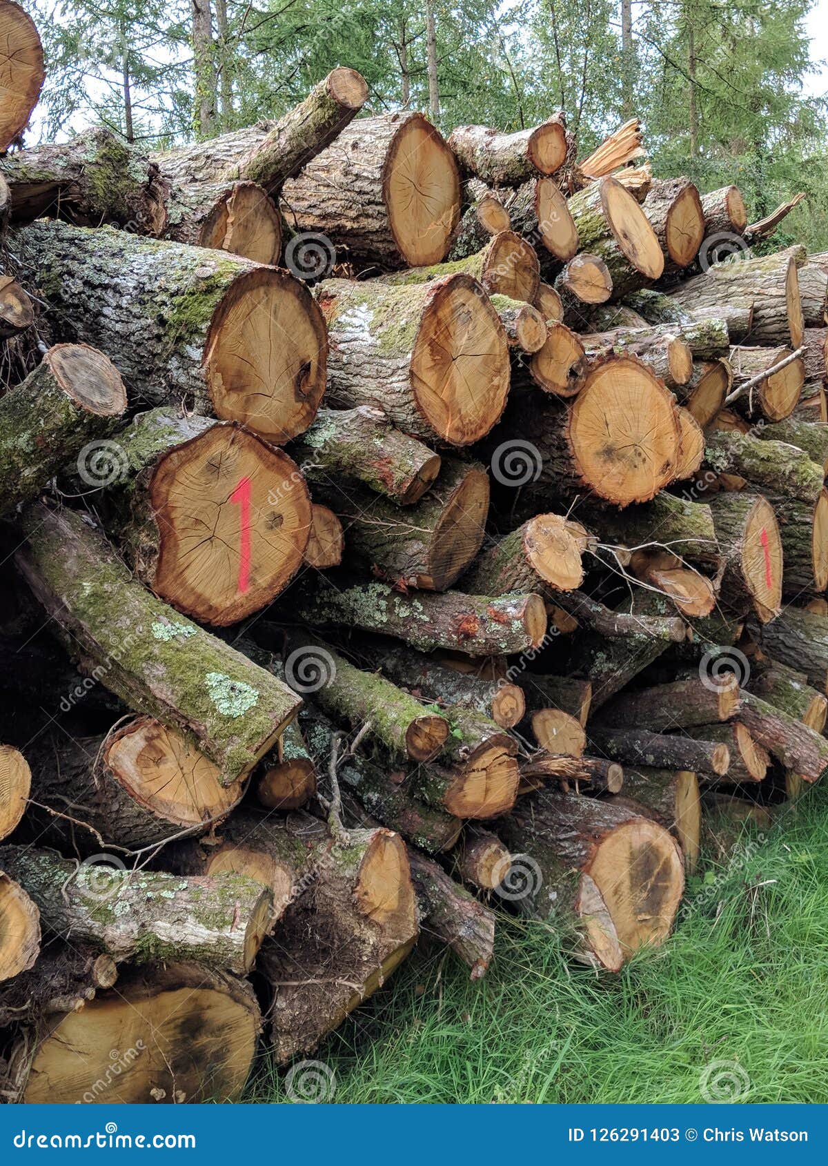 Forestry logs stock image. Image of forestry, logs, chopped - 126291403