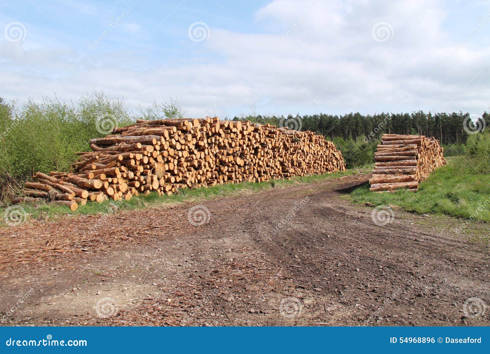 Forestry Logs. stock photo. Image of tree, outdoor, pine - 54968896
