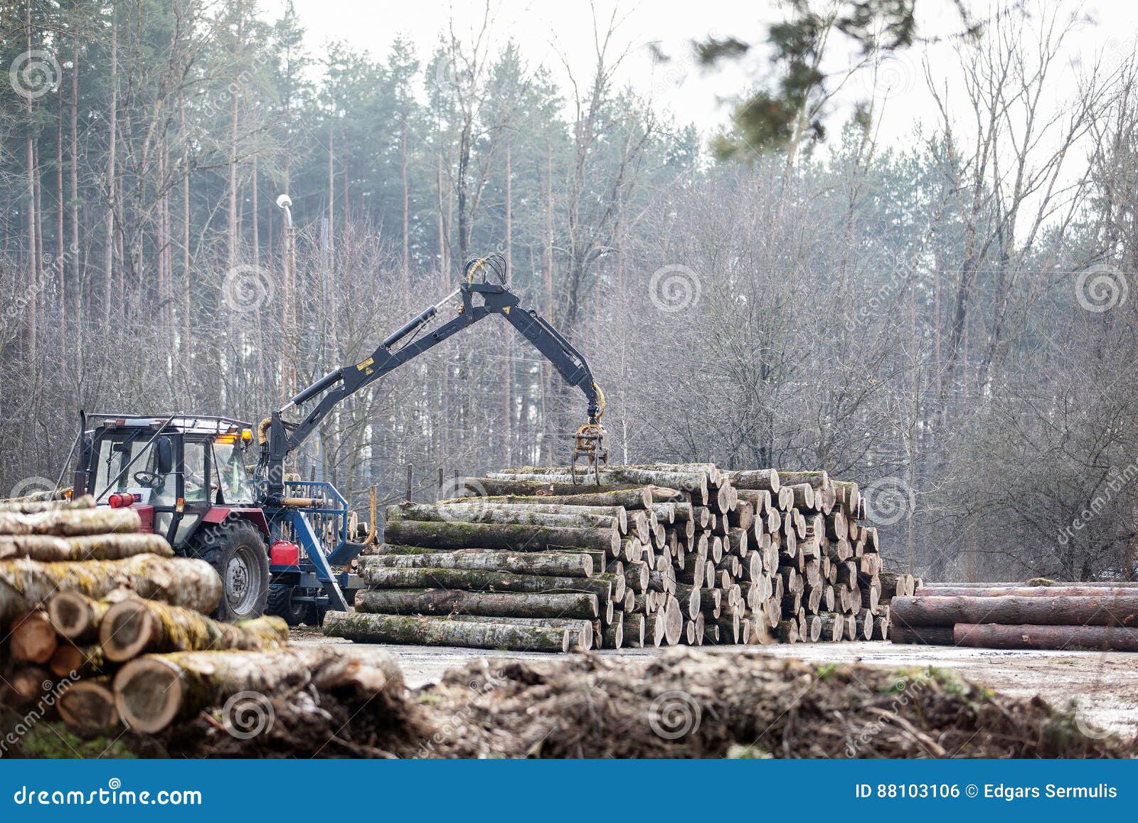 Forestry Machine and Fallen Trees Stock Photo - Image of growth, bark ...