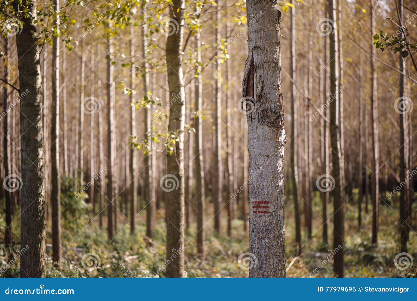 Forestry Paint Marking on Tree Trunks in Woods Stock Photo - Image of ...