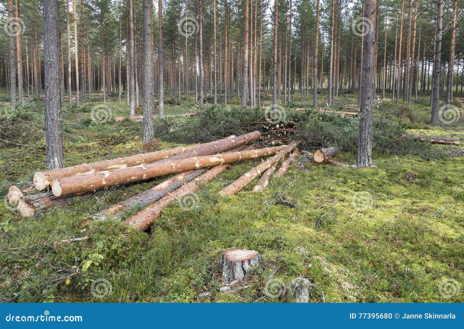 Forestry in Pine Forest in Finland Stock Photo - Image of lumber ...