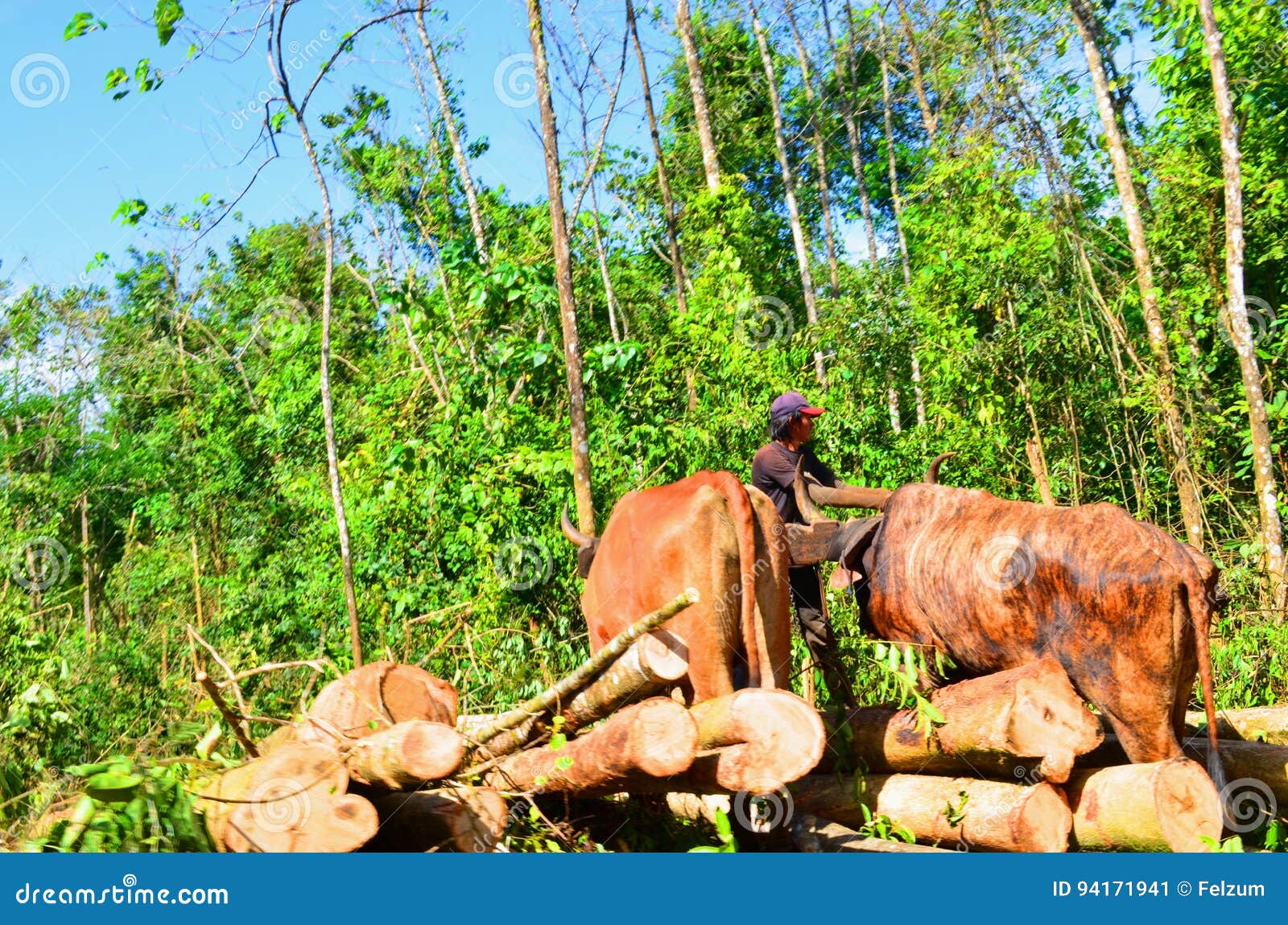 Forestry Plantation, Harvest Time, Editorial Photo - Image of climatic ...