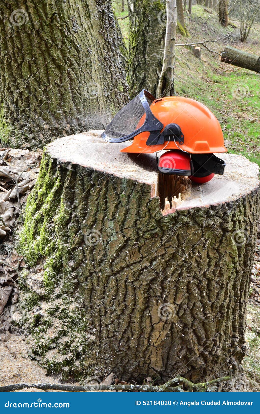 Forestry Protective Safety Helmet Stock Photo - Image of standards ...