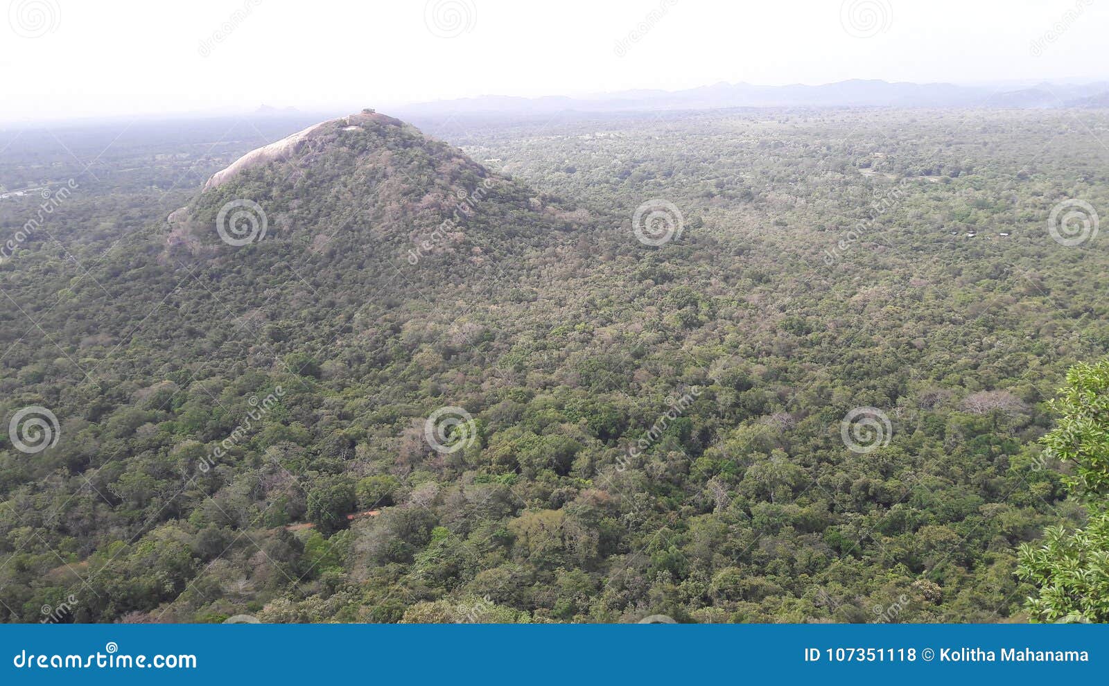 This is a Forestry System in Sri Lanka. Stock Photo - Image of forests ...