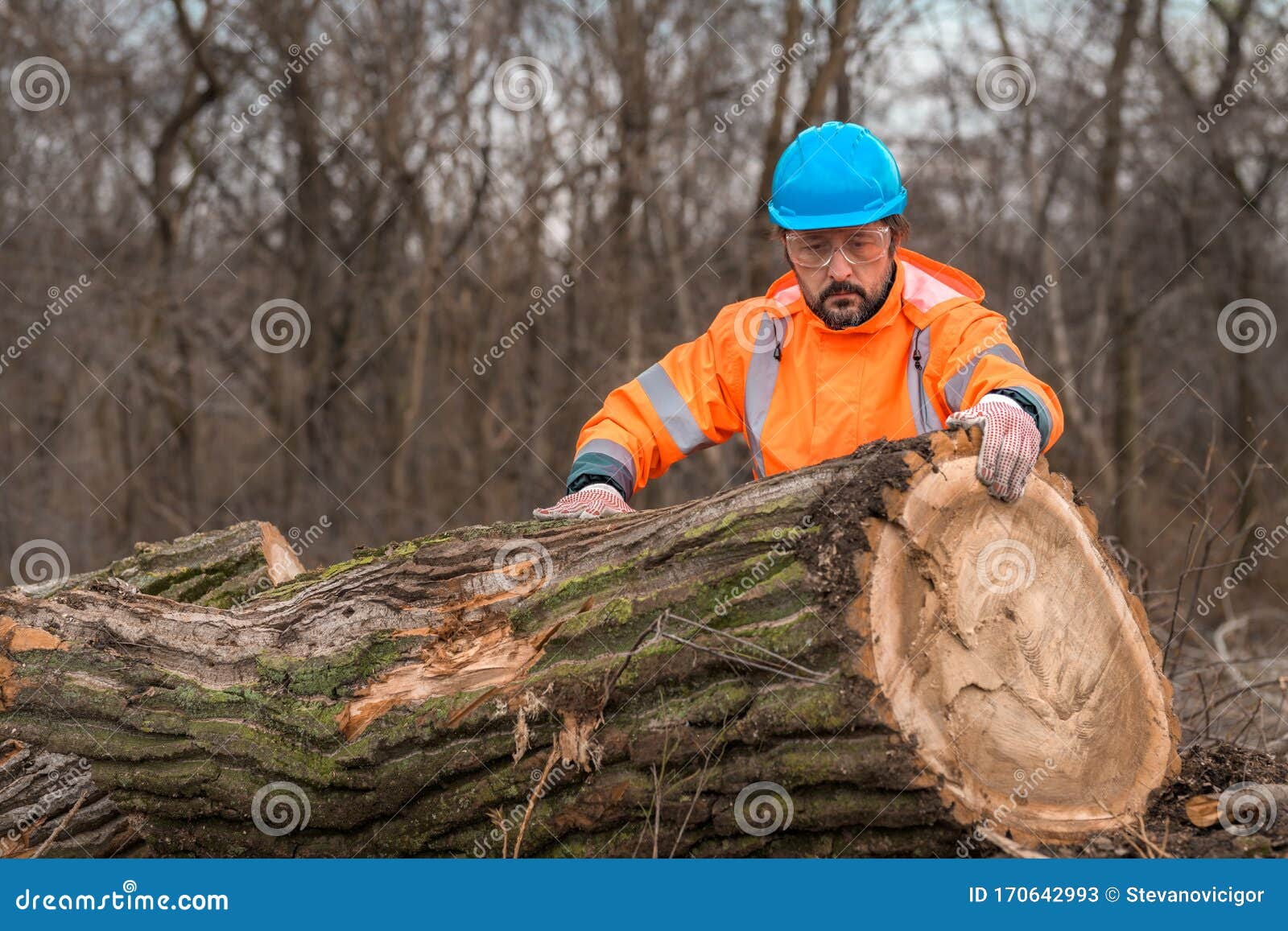 Forestry Technician Marking Tree Trunk For Cutting In Deforestation ...