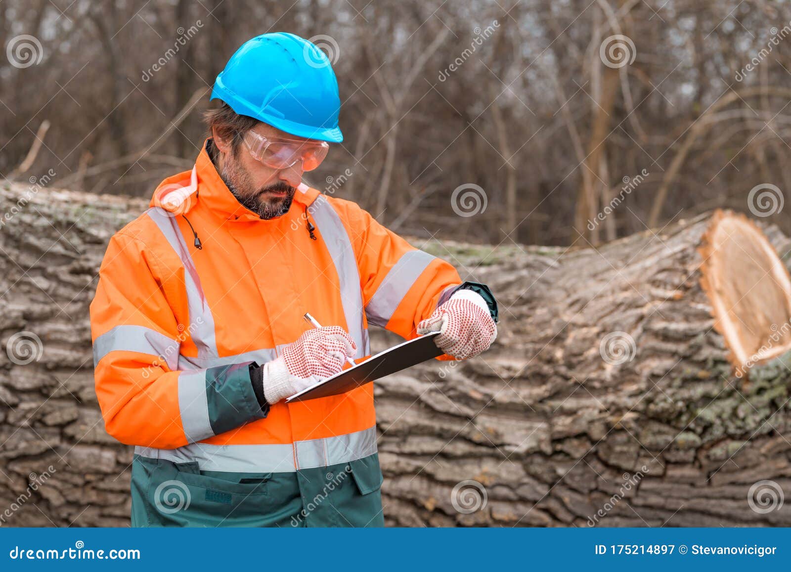 Forestry Technician Collecting Data Notes in Forest Stock Image - Image ...
