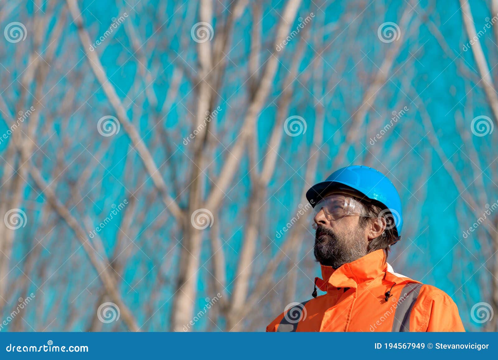 Forestry Technician Marking Tree Trunk For Cutting In Deforestation ...