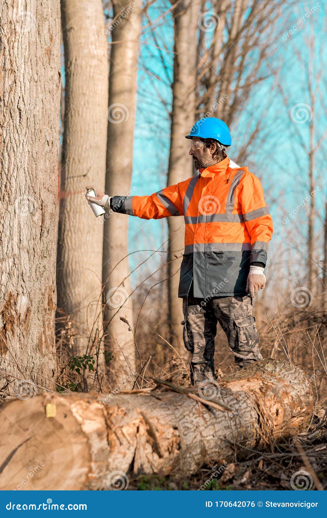 Forestry Technician Marking Tree Trunk for Cutting in Deforestation ...