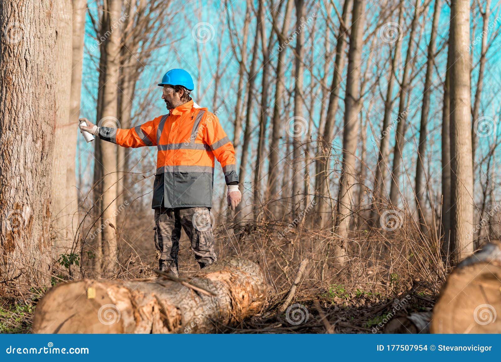 Forestry Technician Marking Tree Trunk for Cutting in Deforestation ...