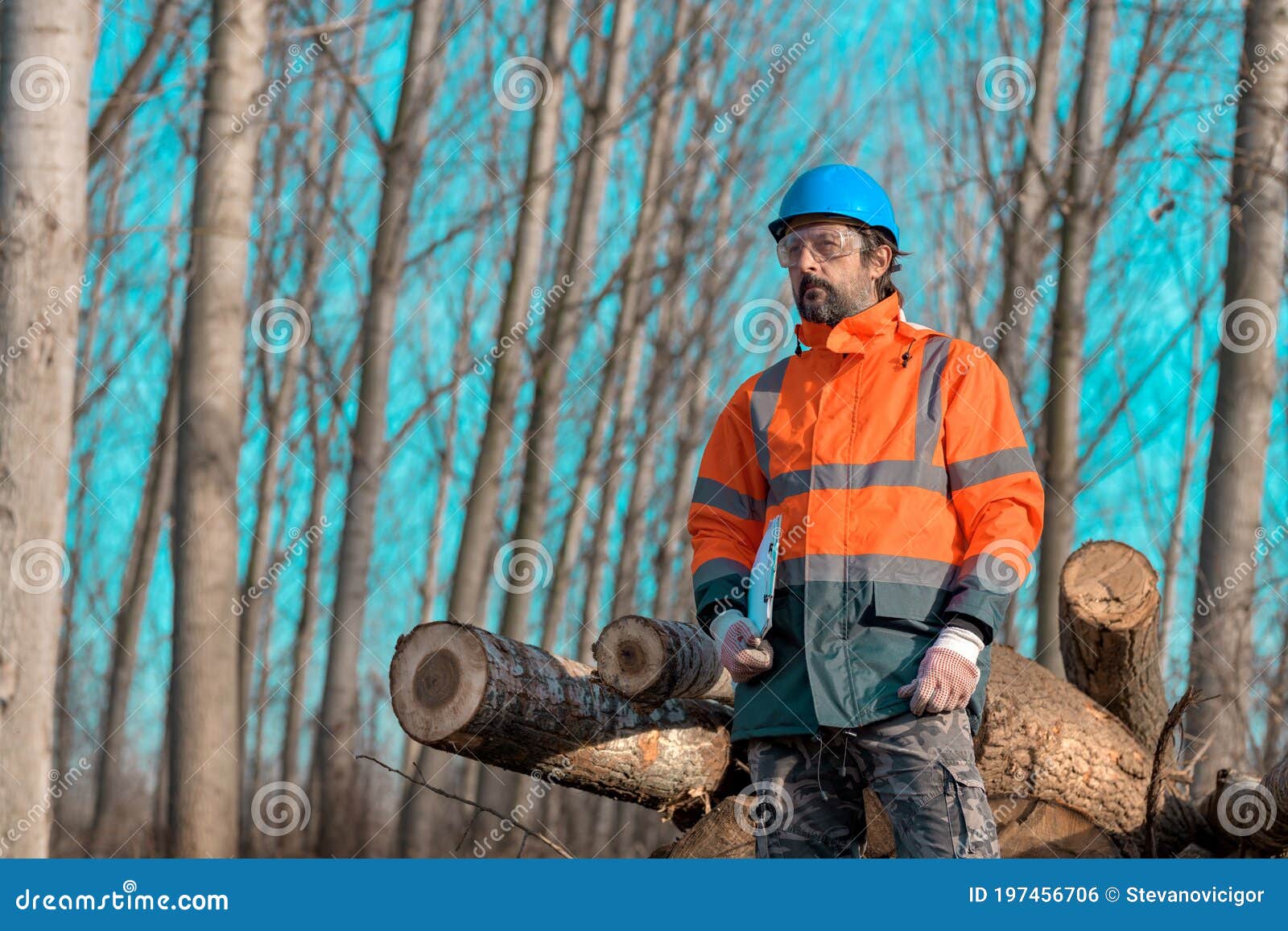Forestry Technician Marking Tree Trunk For Cutting In Deforestation ...
