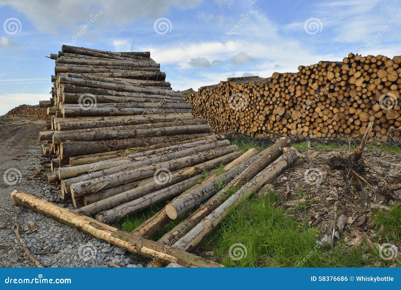 Forestry Timber Stacks stock photo. Image of powys, industry - 58376686