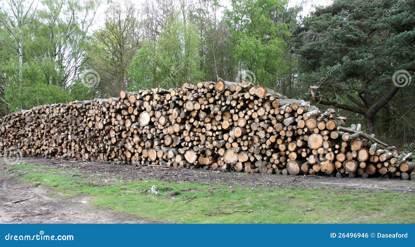 Forestry Tree Logs. stock photo. Image of logs, industry - 26496946
