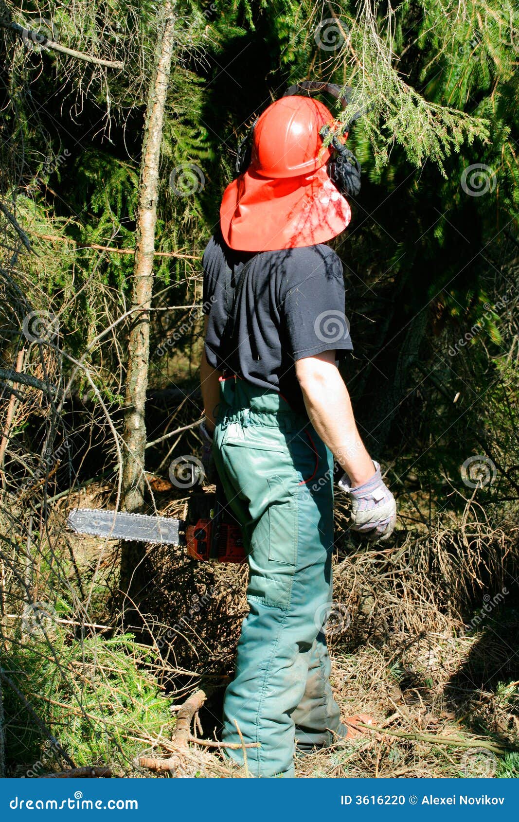 Forestry worker stock photo. Image of reconnaissance, looking - 3616220