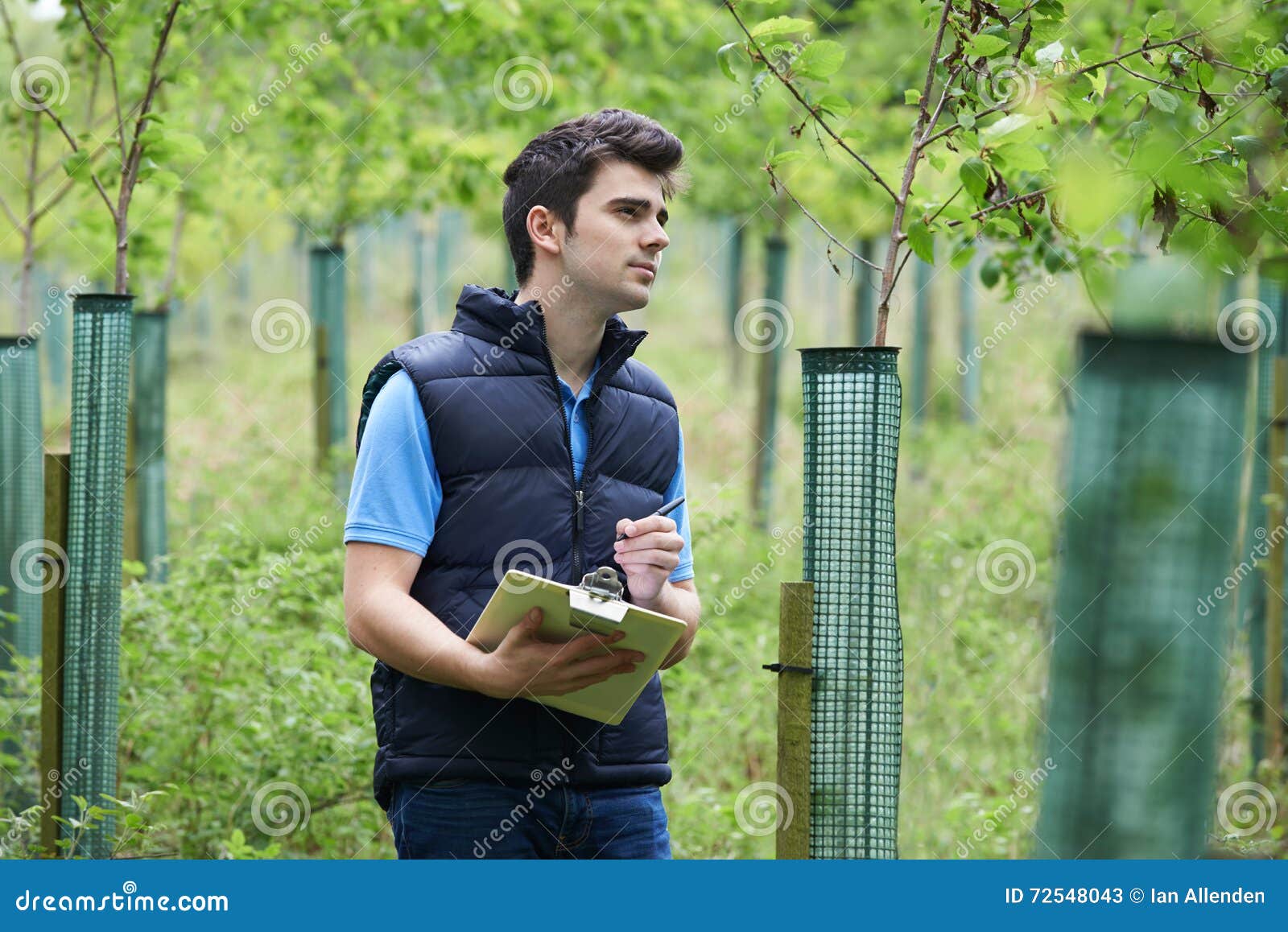 Forestry Worker with Clipboard Checking Young Trees Stock Image - Image ...