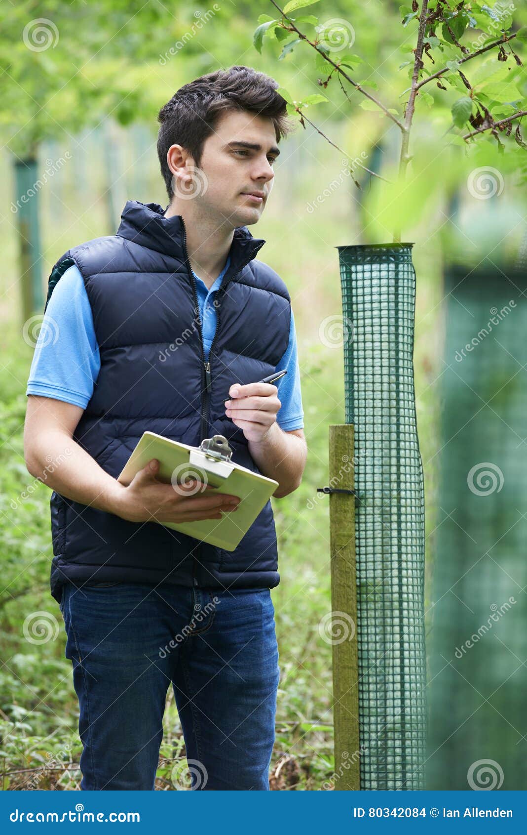 Forestry Worker with Clipboard Checking Young Trees Stock Photo - Image ...