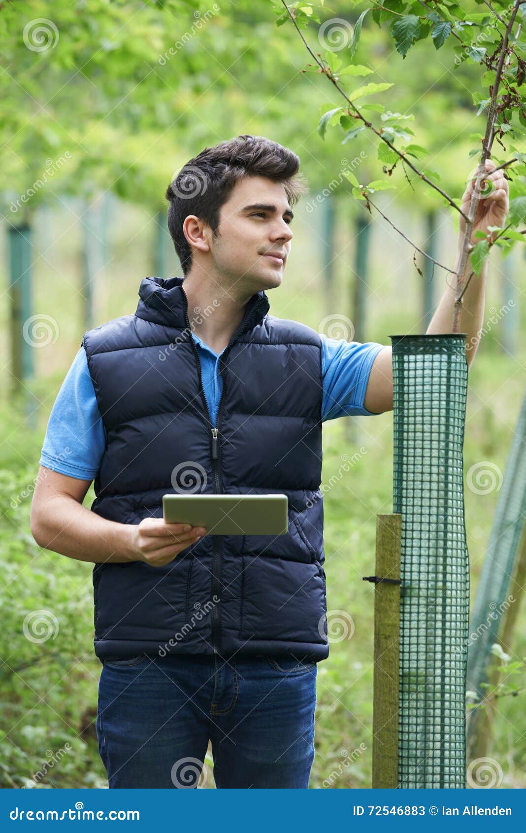 Forestry Worker with Digital Tablet Checking Young Trees Stock Image ...