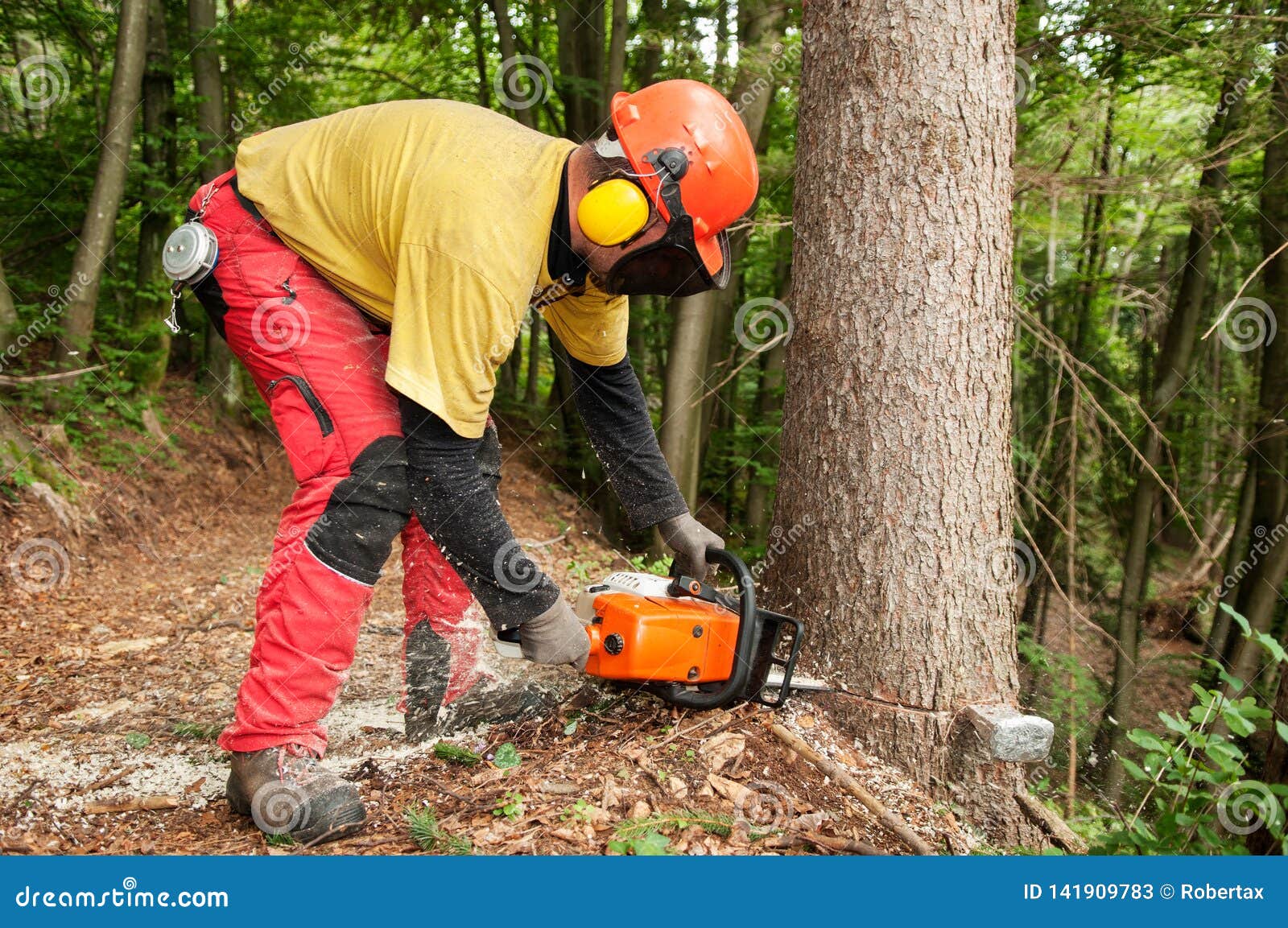 Forestry Worker Making a Cut To Spruce Tree Using Chainsaw Stock Image ...