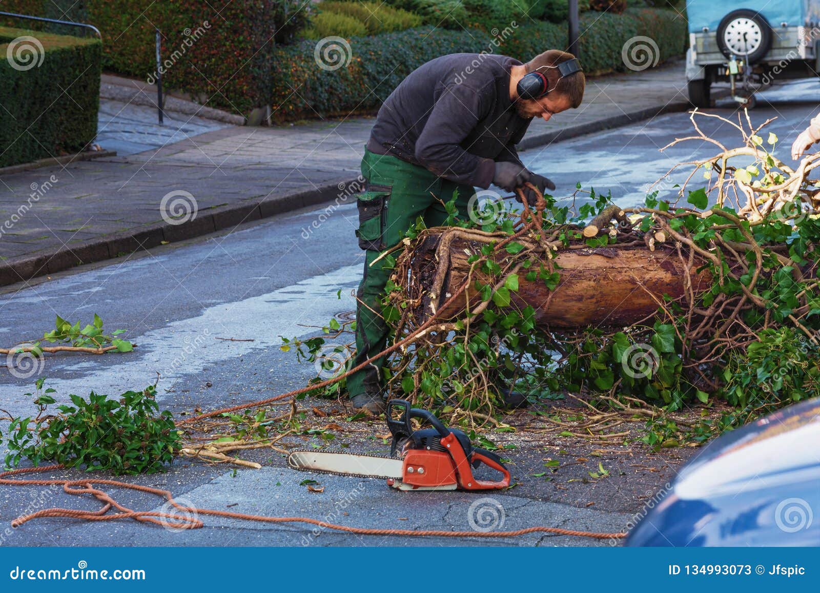 Forestry Worker Sawing a Tree Trunk with a Chainsaw Stock Image - Image ...