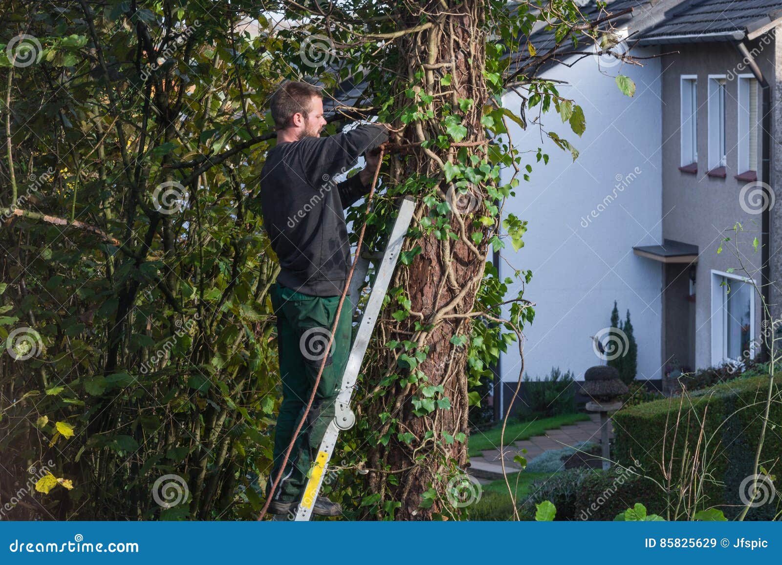 Forestry Worker Sawing a Tree Trunk with a Chainsaw Stock Image - Image ...
