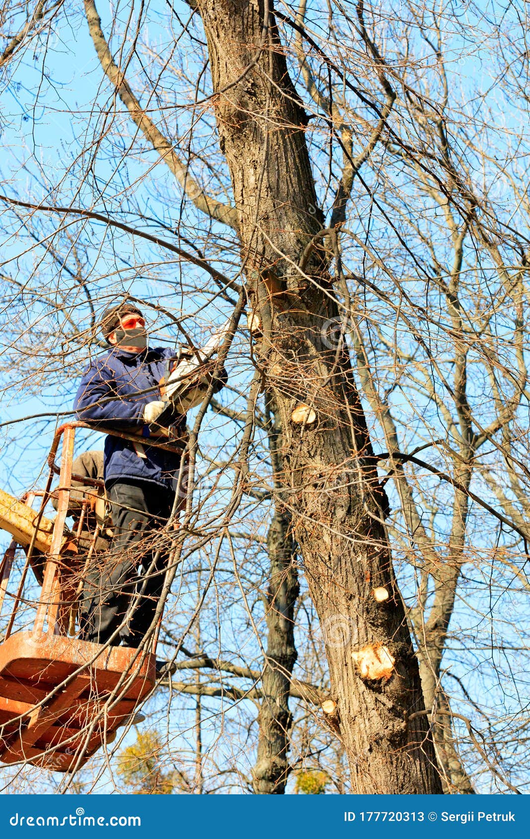 Pruning Trees Using A Lift-arm Editorial Photo | CartoonDealer.com ...