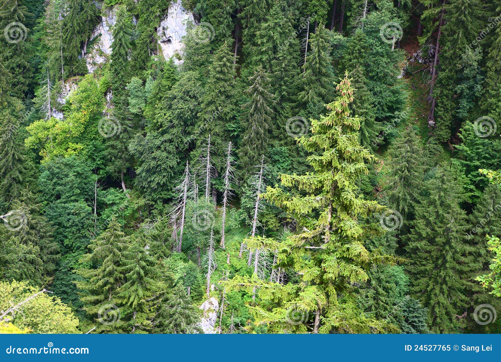 Forests in alps stock image. Image of green, wildnerness - 24527765