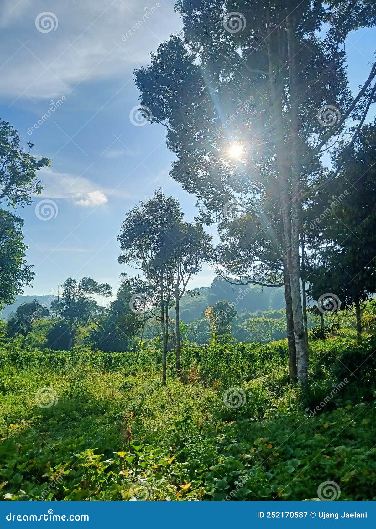 FORESTS in CIANJUR WEST JAVA Stock Image - Image of meadow, forest ...