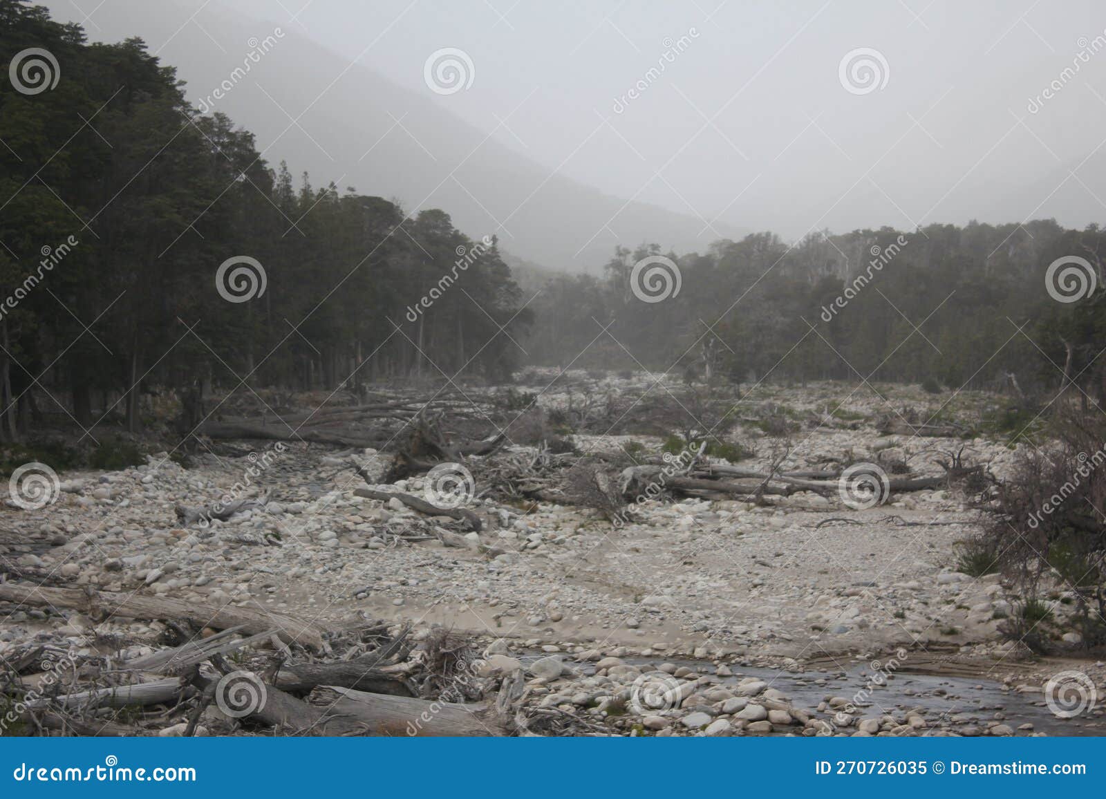 Forests Covered in Volcano Ashes Stock Image - Image of chile, andes ...
