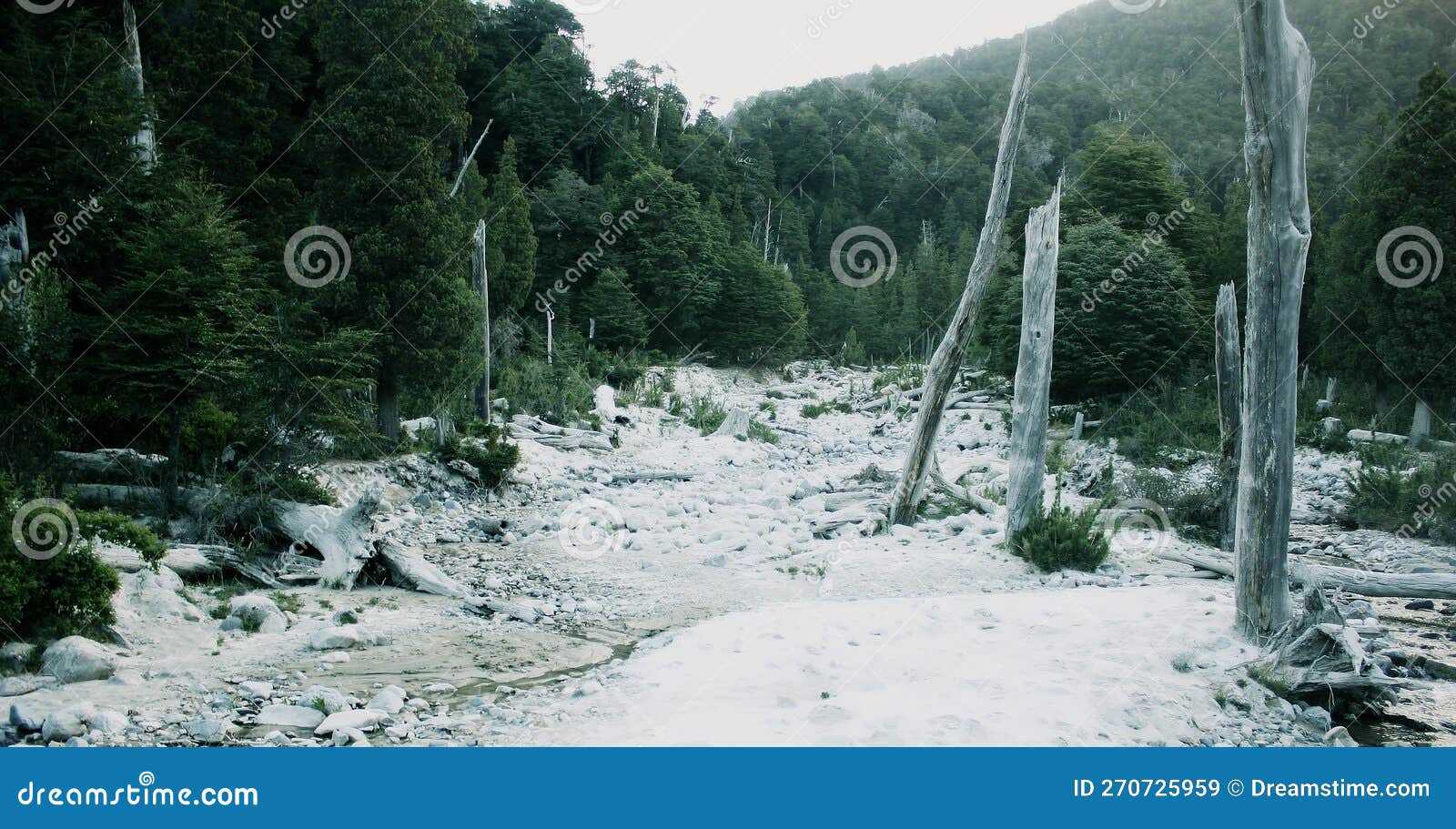 Forests Covered in Volcano Ashes Stock Image - Image of scenic ...