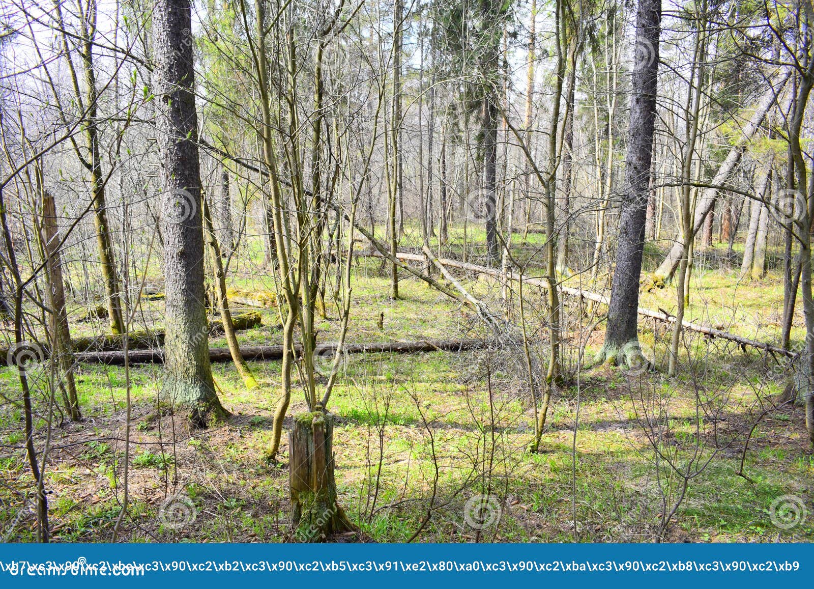 Forests are the Dominant Terrestrial Ecosystem of Earth, and are ...