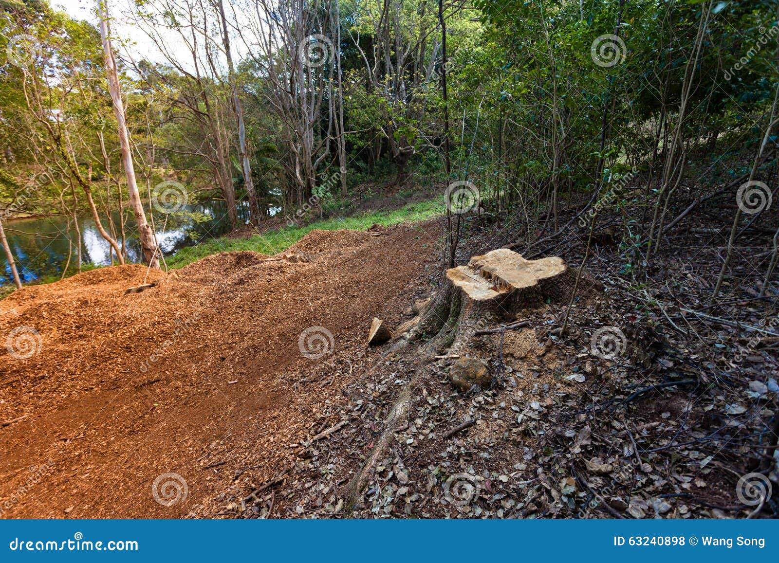 Forests are felled tree stock photo. Image of nature - 63240898