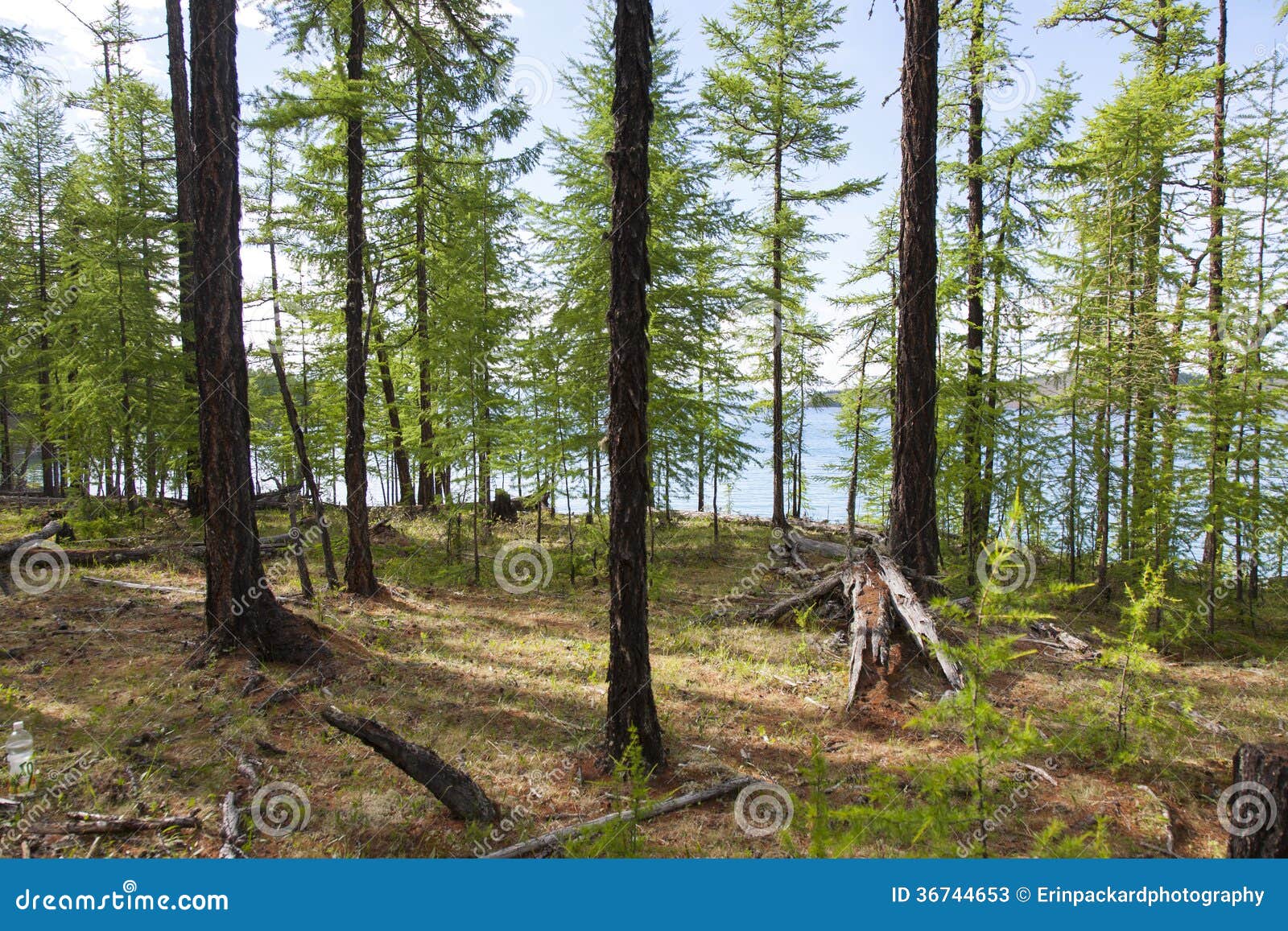 Forests in Front of Khovsgol Lake Stock Image - Image of mongolia ...