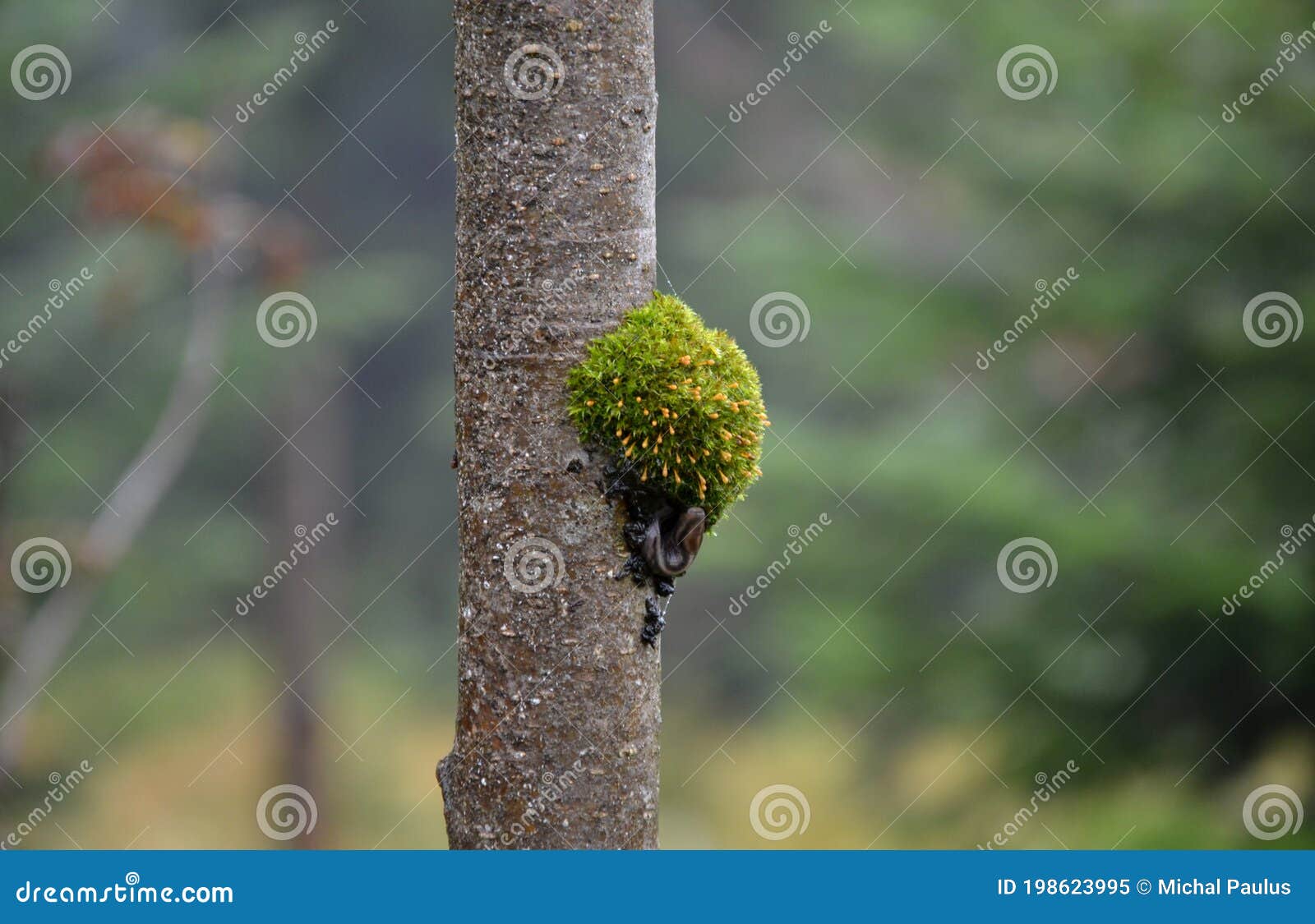 In Forests High in the Mountains, Moss Grows Directly on the Trees and ...