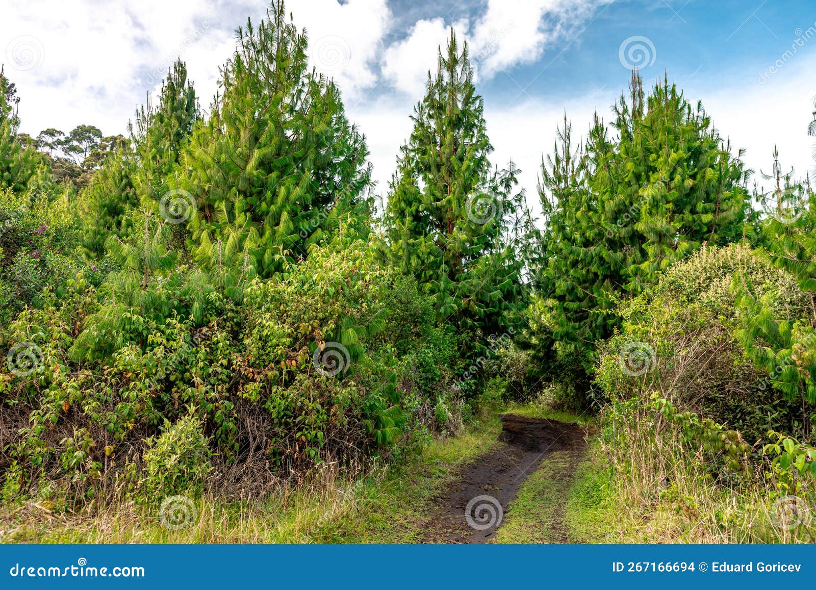 Forests and Mountains in the Beautiful Colombian Nature Stock Photo ...