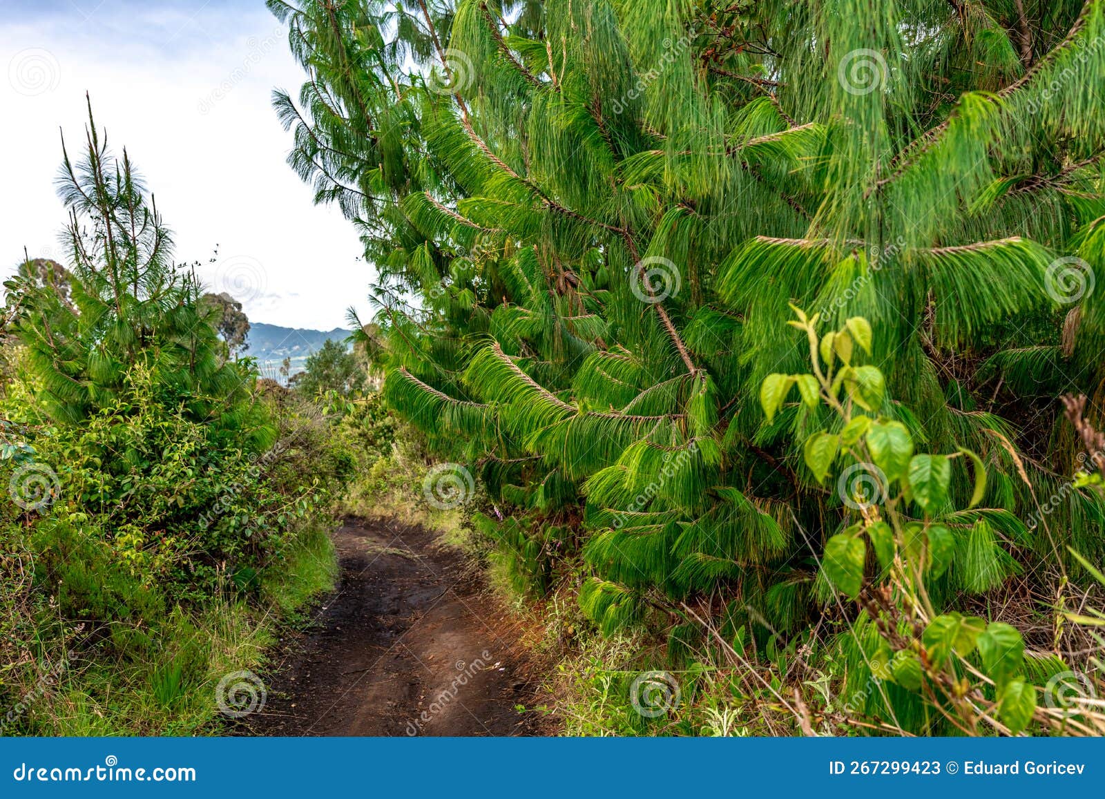 Forests and Mountains in the Beautiful Colombian Nature Stock Image ...