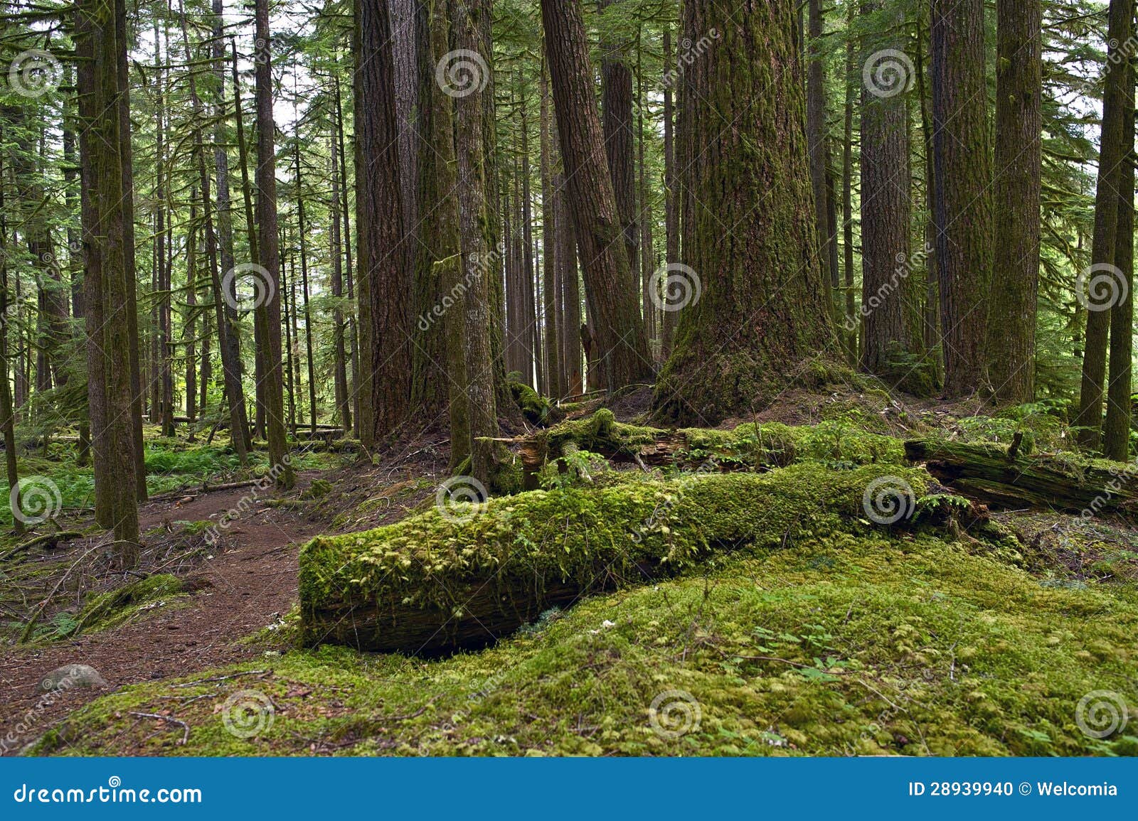 Forests of Pacific Northwest Stock Photo - Image of northwest, trail ...