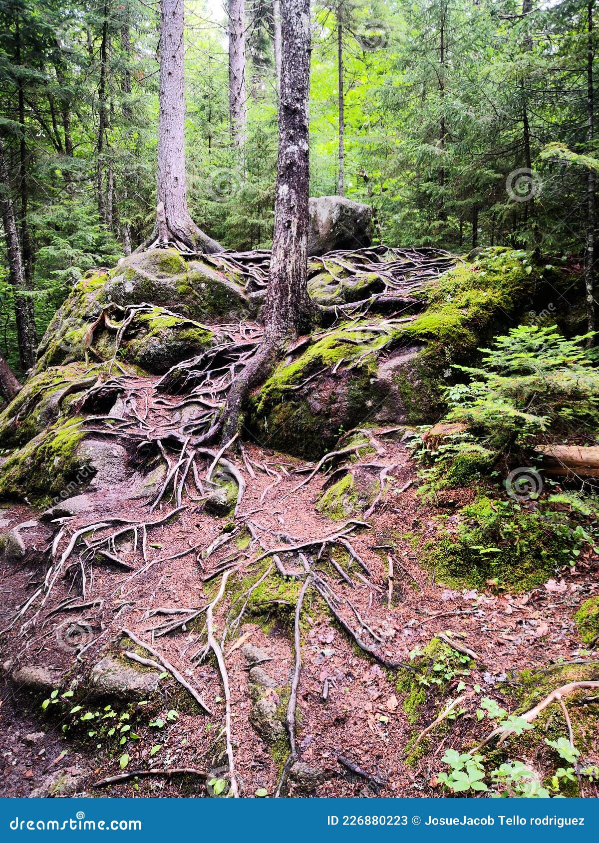 The Forests roots stock image. Image of flower, theforests - 226880223