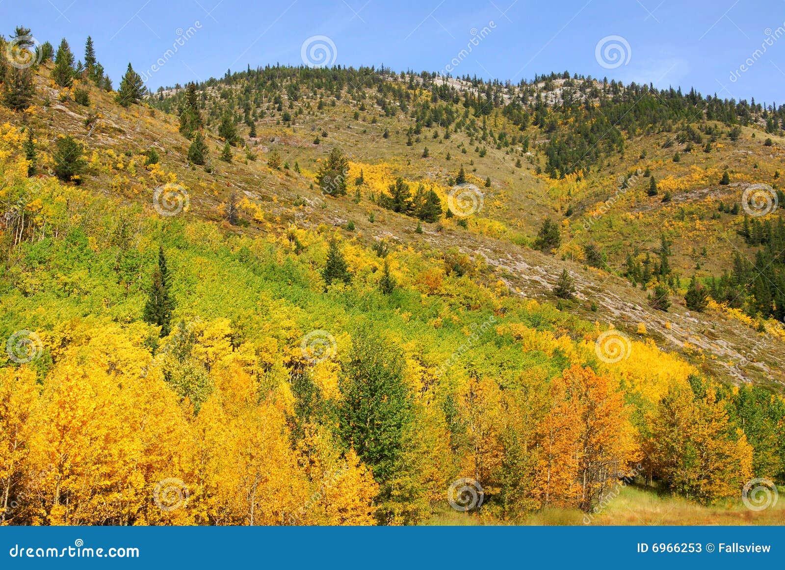 Forests on slope stock image. Image of beautiful, hills - 6966253